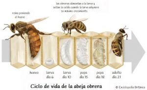 Concurso Apícola. Respuesta Ficha 3 - Ocio educativo en la naturaleza